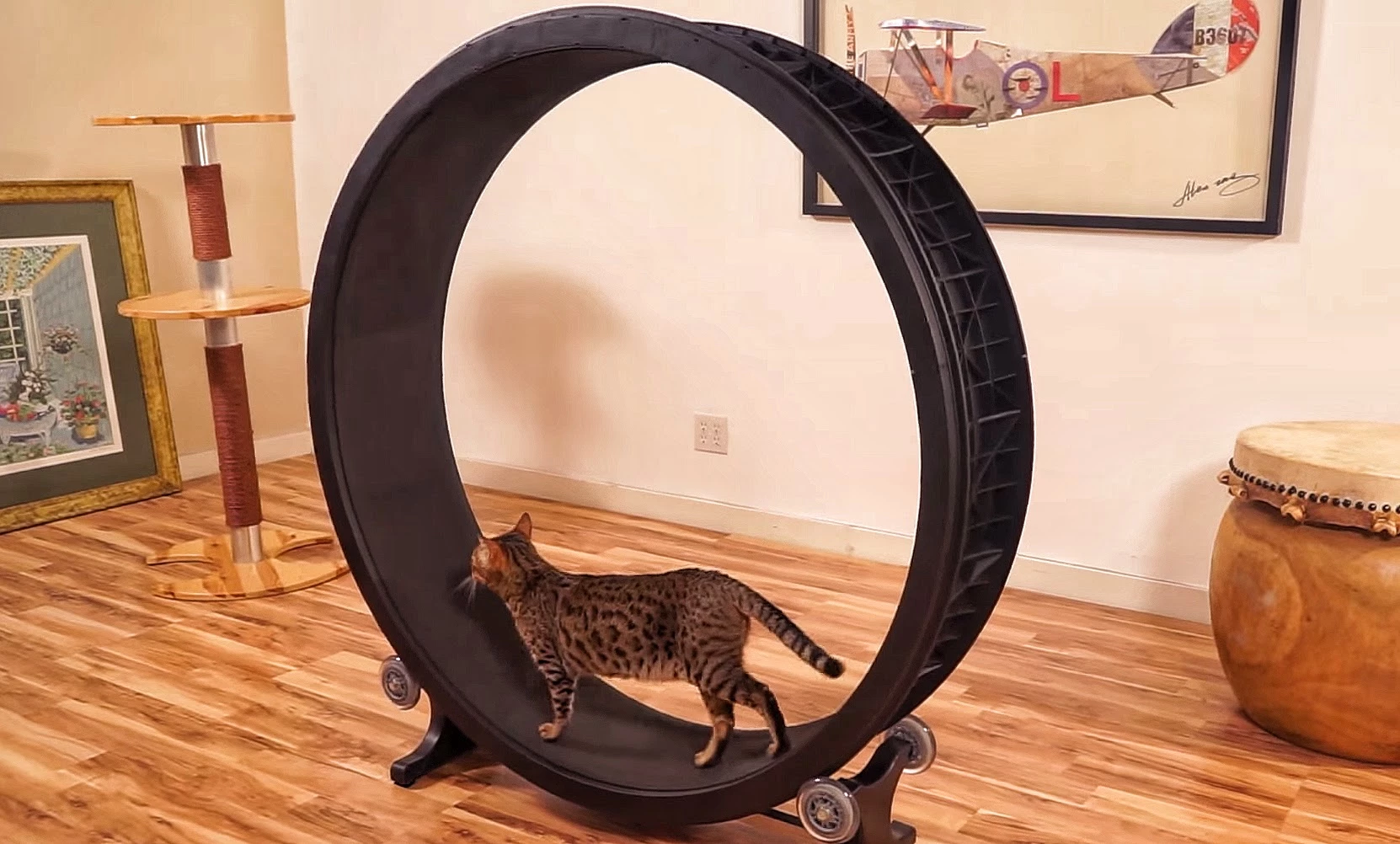 колесо для кота